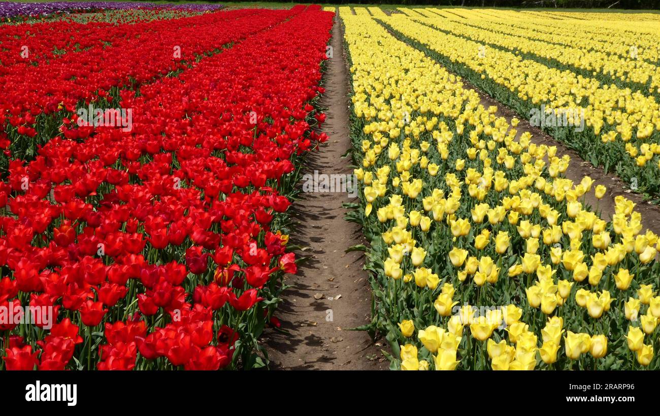 Vibrant colours of Tulip Fields, Norfolk UK Stock Photo - Alamy