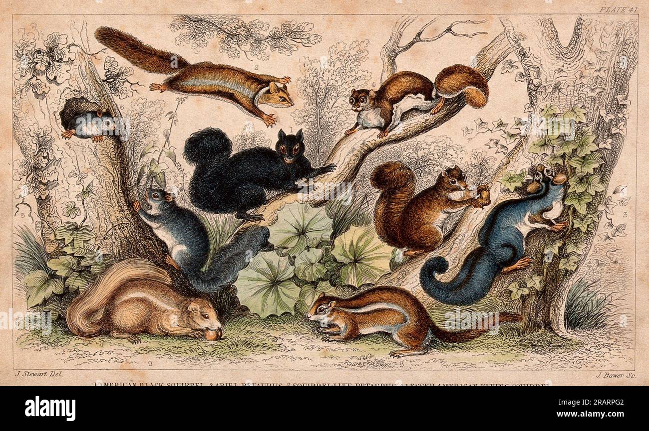 Identify habitat hi-res stock photography and images - Alamy