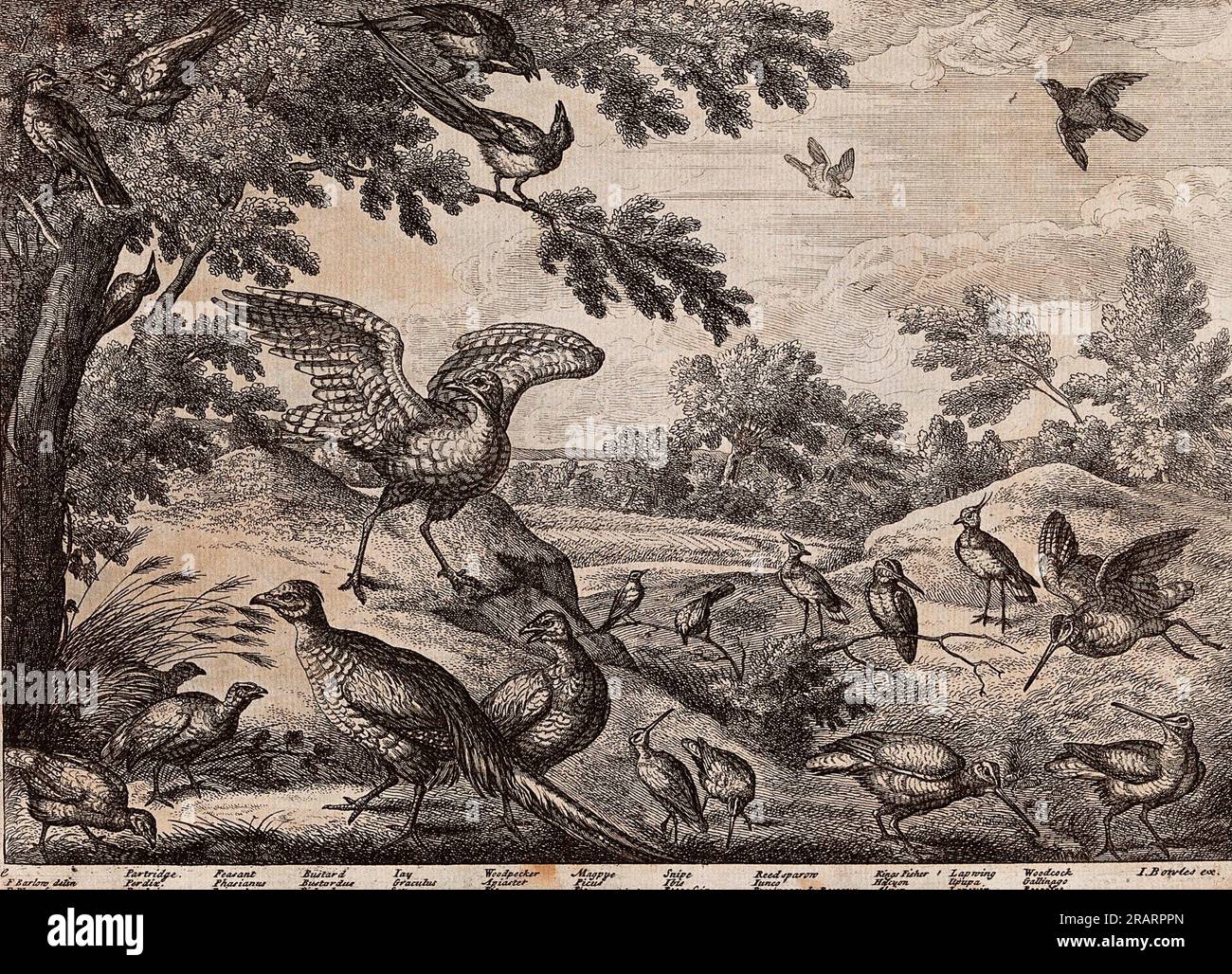 Francis barlow bird hi-res stock photography and images - Alamy