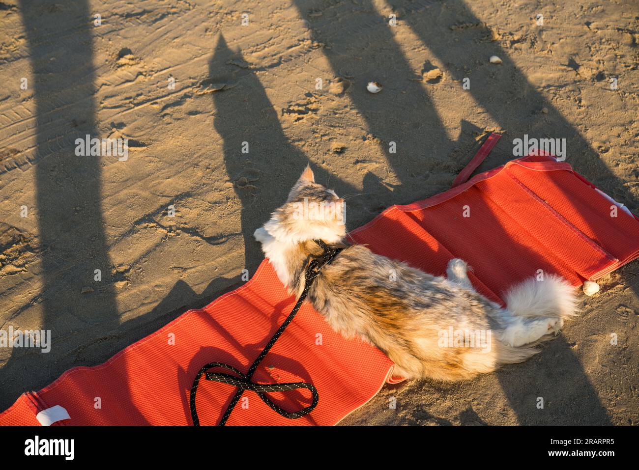 Siberian Cat Resting on Rømø Island Beach at Sunset, Denmark Stock ...