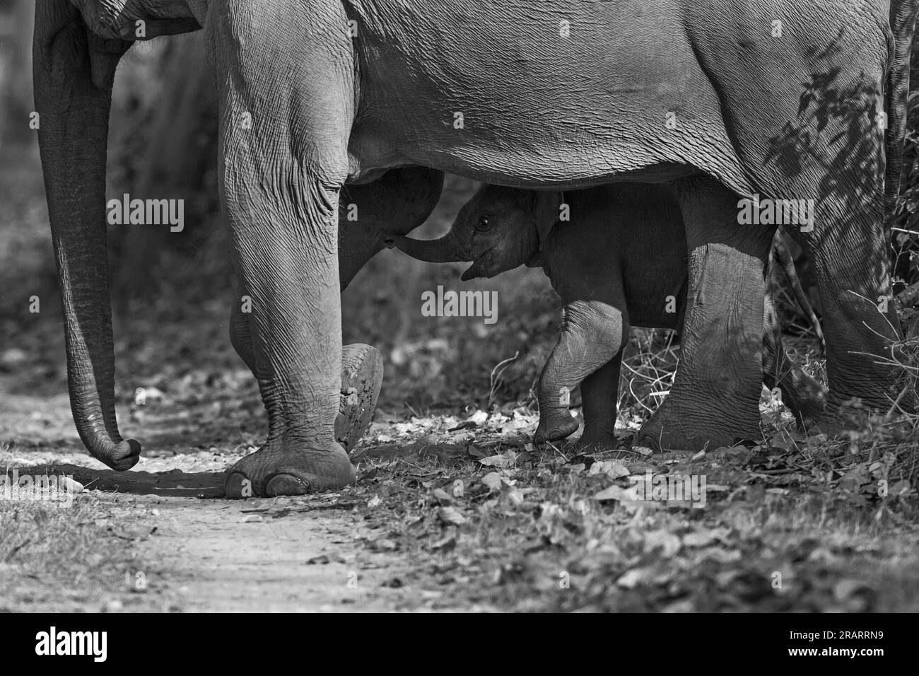 The asian elephant image was taken in Corbett national park, India ...