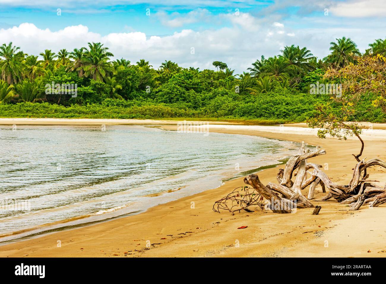Mangrove vegetation on the edge of the beach surrounded by coconut ...
