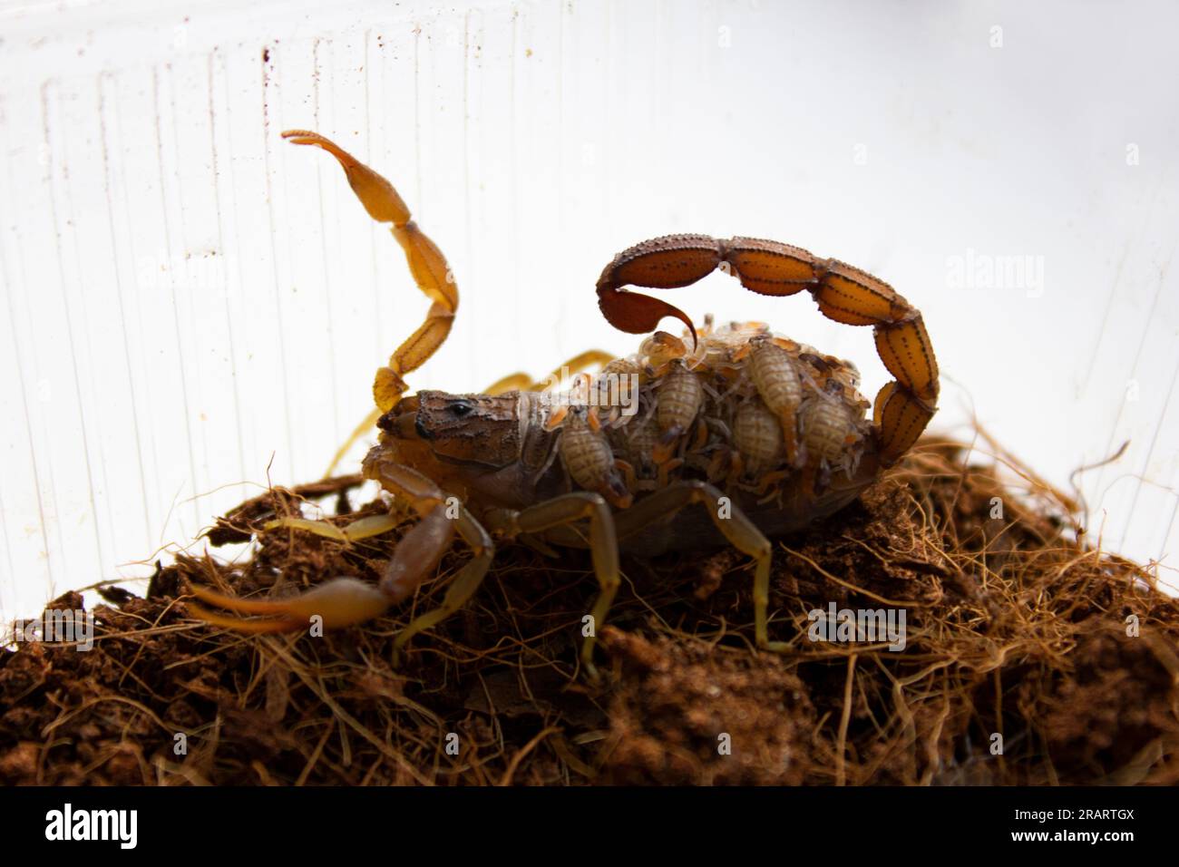 scorpion Hottentotta hottentotta with several cubs on its back. caring ...