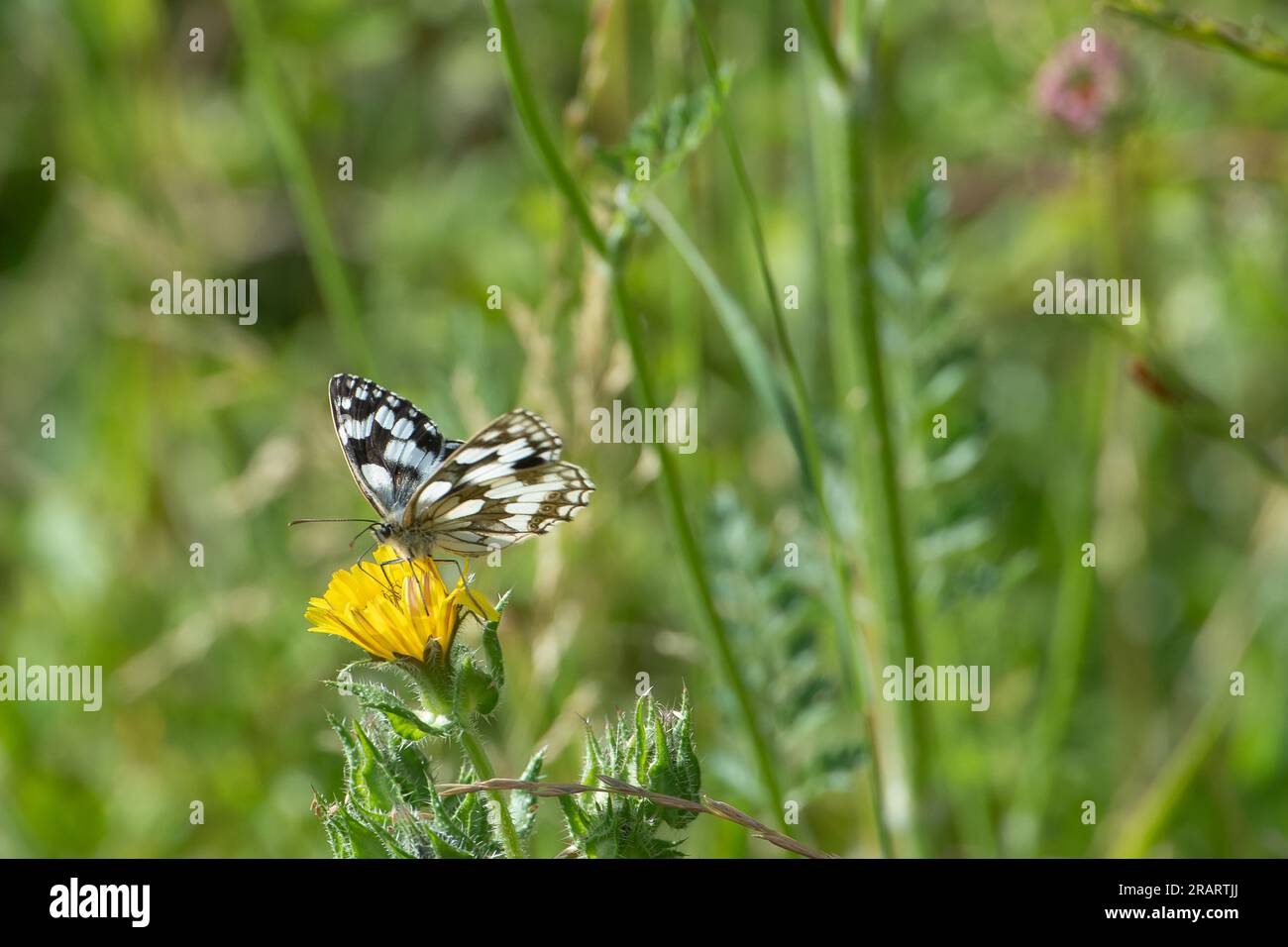 Dorney, Buckinghamshire, UK. A Melanargia galathea, a Marbled white ...