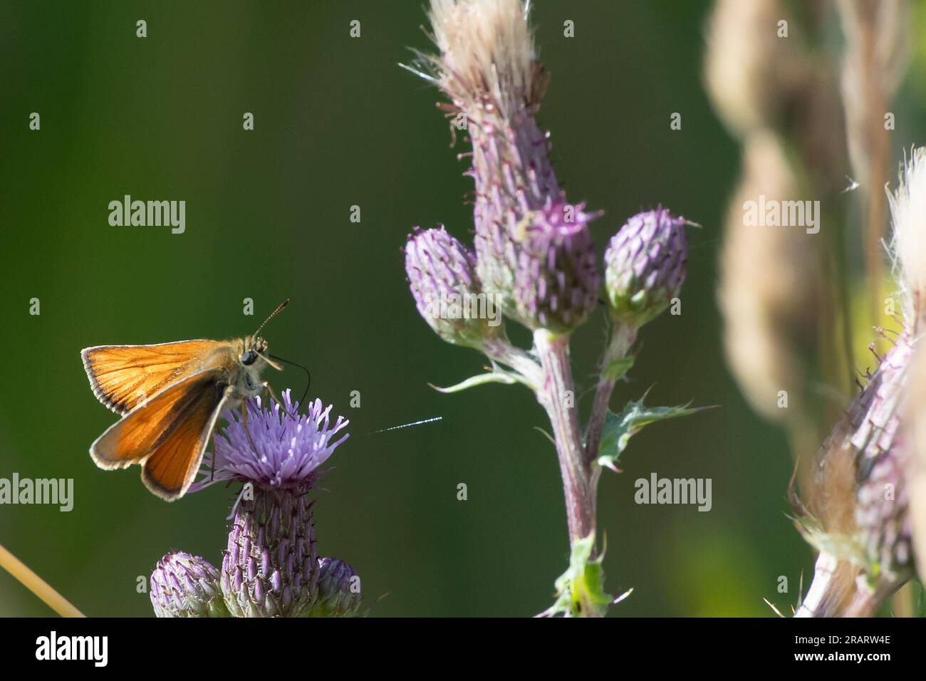 Skipper identification hi-res stock photography and images - Alamy
