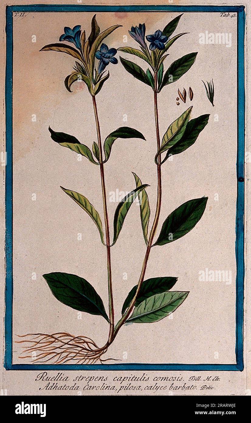 Ruellia species hi-res stock photography and images - Alamy