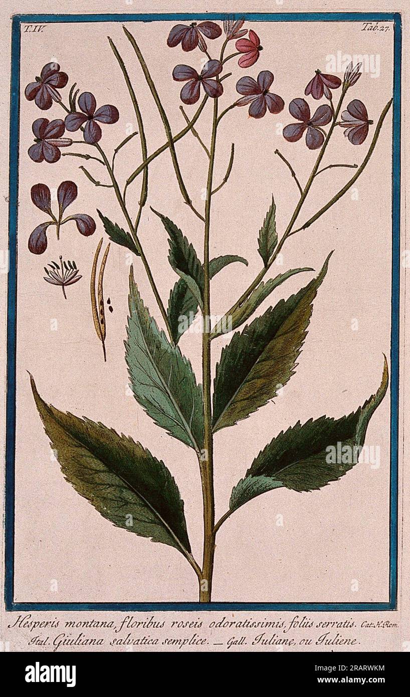 Hesperis matronalis seed hi-res stock photography and images - Alamy