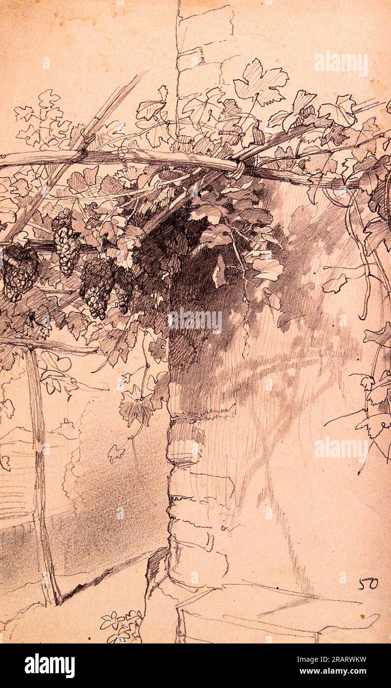 Grape vine on trellis. Pencil drawing. - Physical description 1 drawing ...
