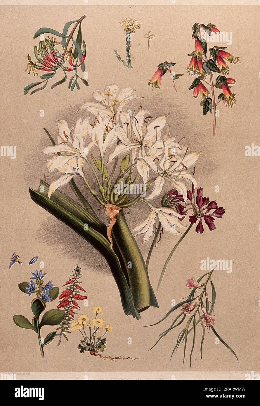 George angas hi-res stock photography and images - Alamy