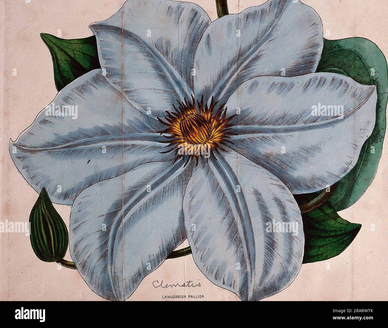 A garden clematis (Clematis x jackmanii): one large flower. Coloured ...