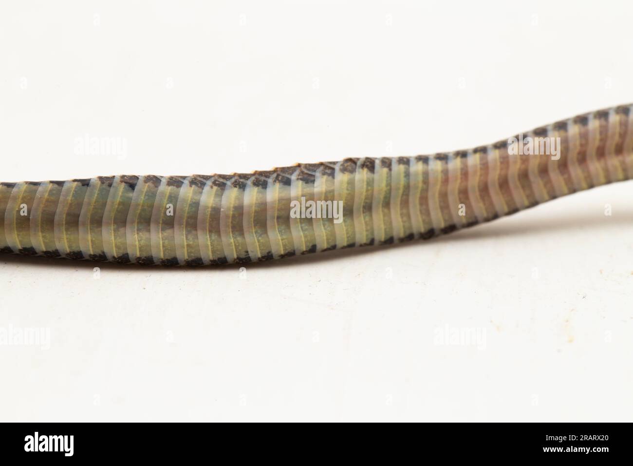 collared snake or striped litter snake Sibynophis geminatus isolated on ...