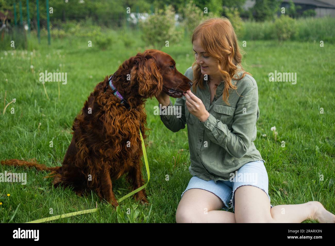 Red Irish Setter outdoor training process. Beautiful blonde smiling ...