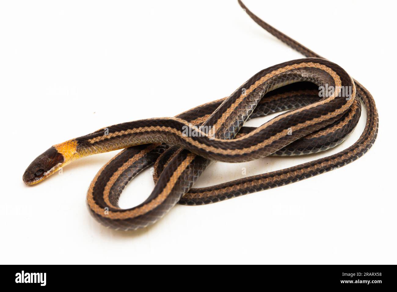 collared snake or striped litter snake Sibynophis geminatus isolated on ...