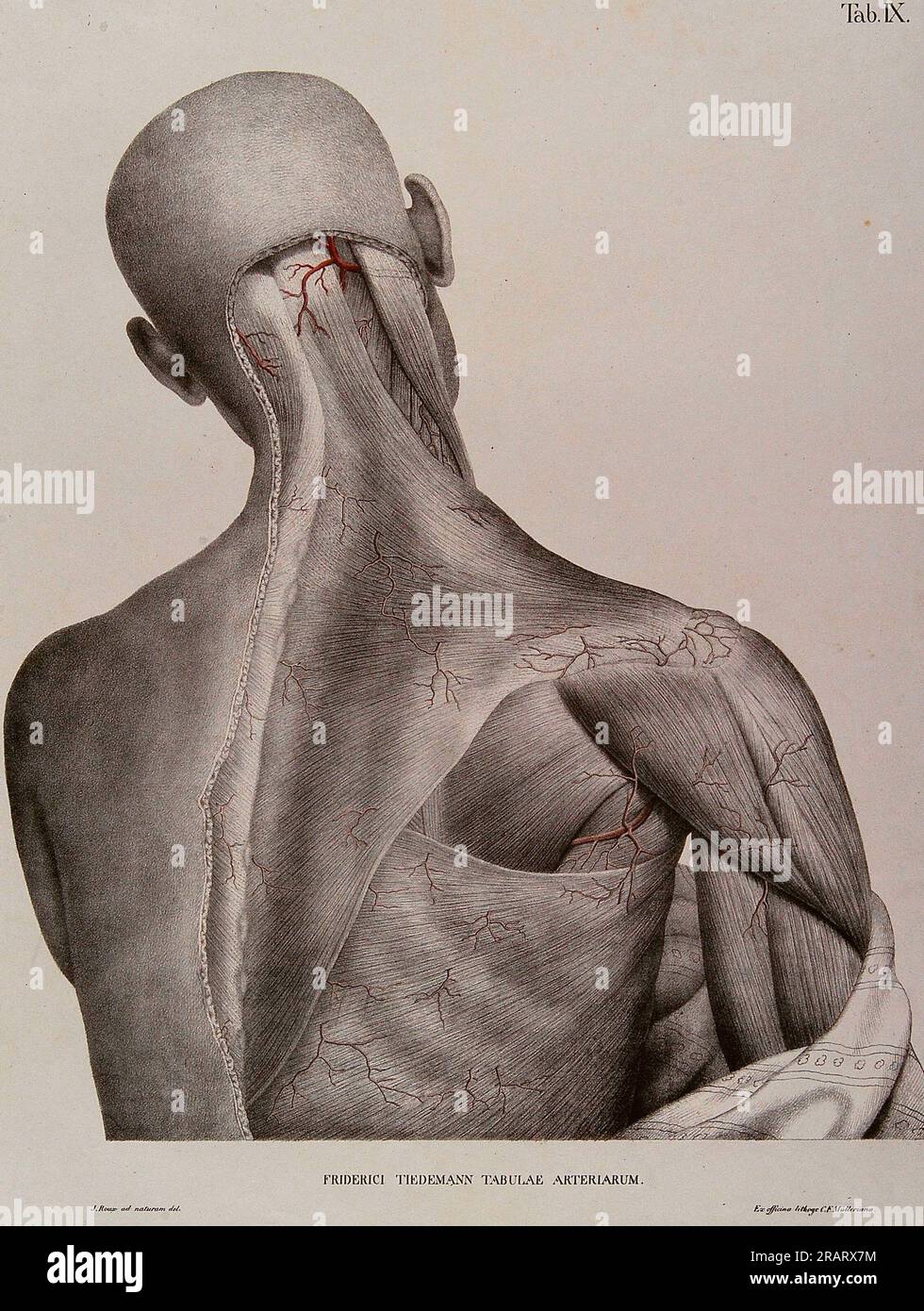Blood vessels of the shoulder hi-res stock photography and images - Alamy