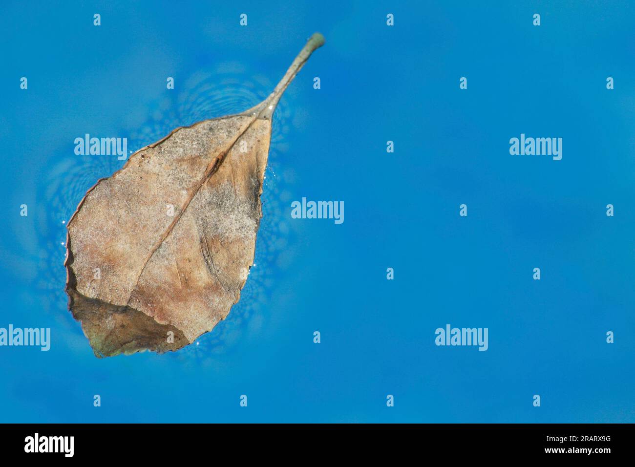 Floating dry leaf hi-res stock photography and images - Alamy