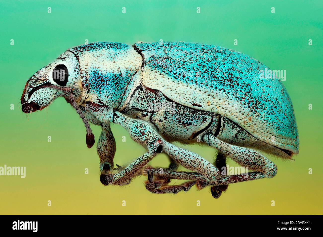 Useful pests hi-res stock photography and images - Alamy