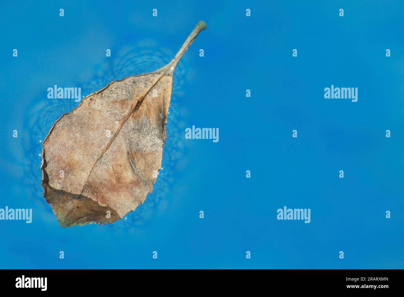dry leaf floating in the blue water Stock Photo - Alamy