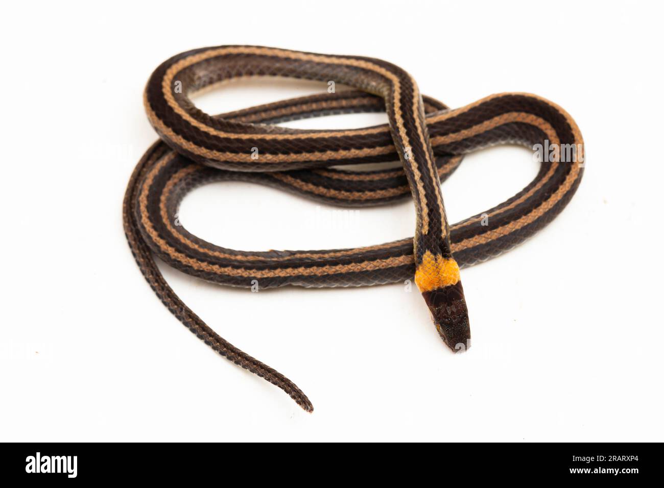 Snake head and tongue anatomy hi-res stock photography and images - Alamy