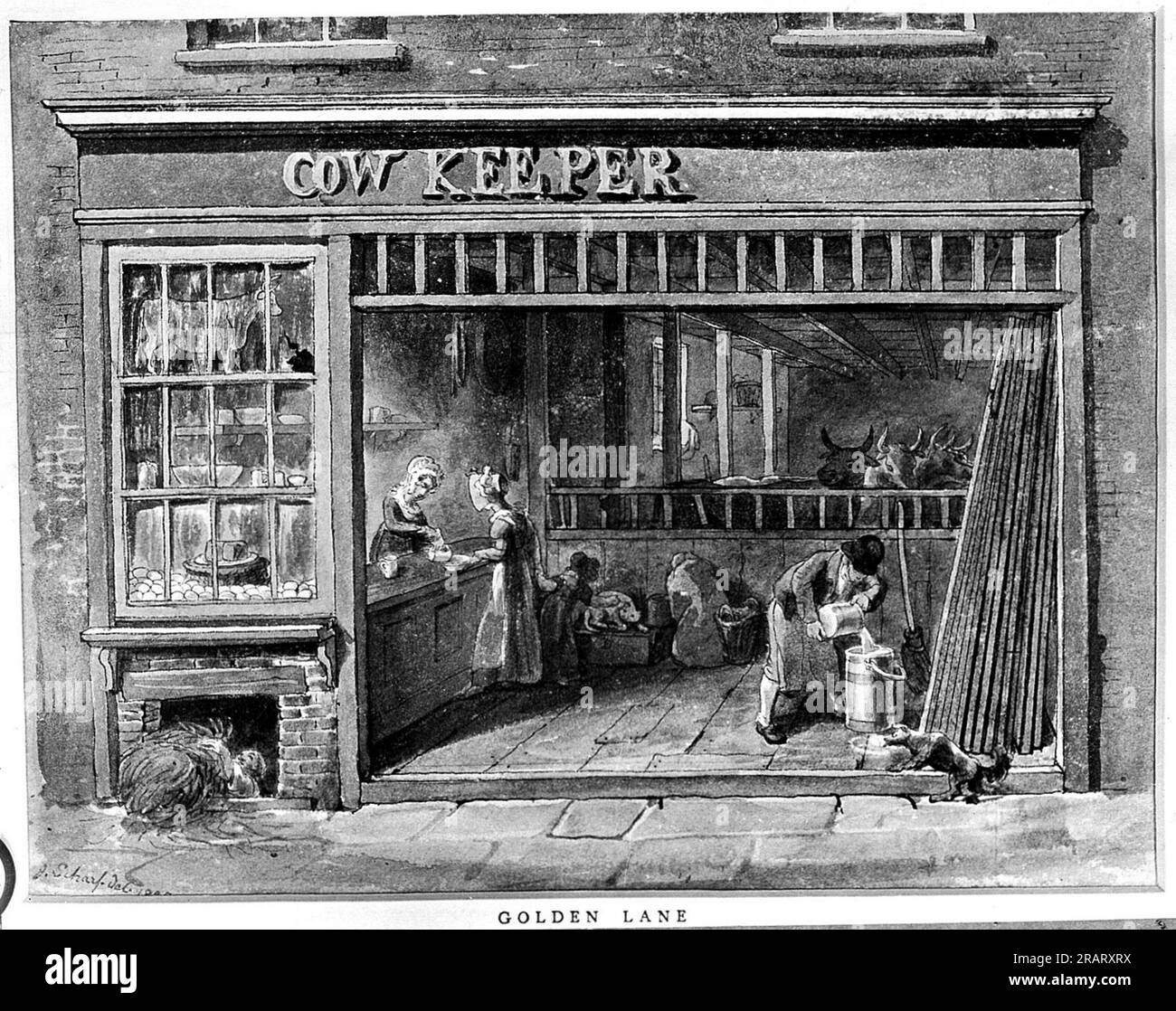 Cow old man hi-res stock photography and images - Alamy