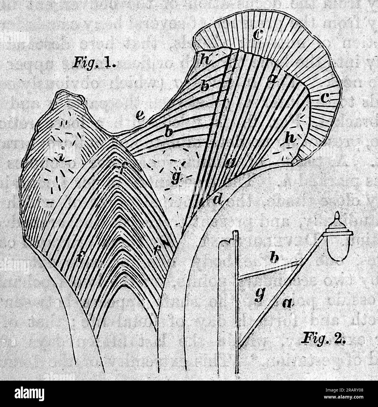 The neck of femur from Ward ""Outlines."", 1858. - Description Neck of ...