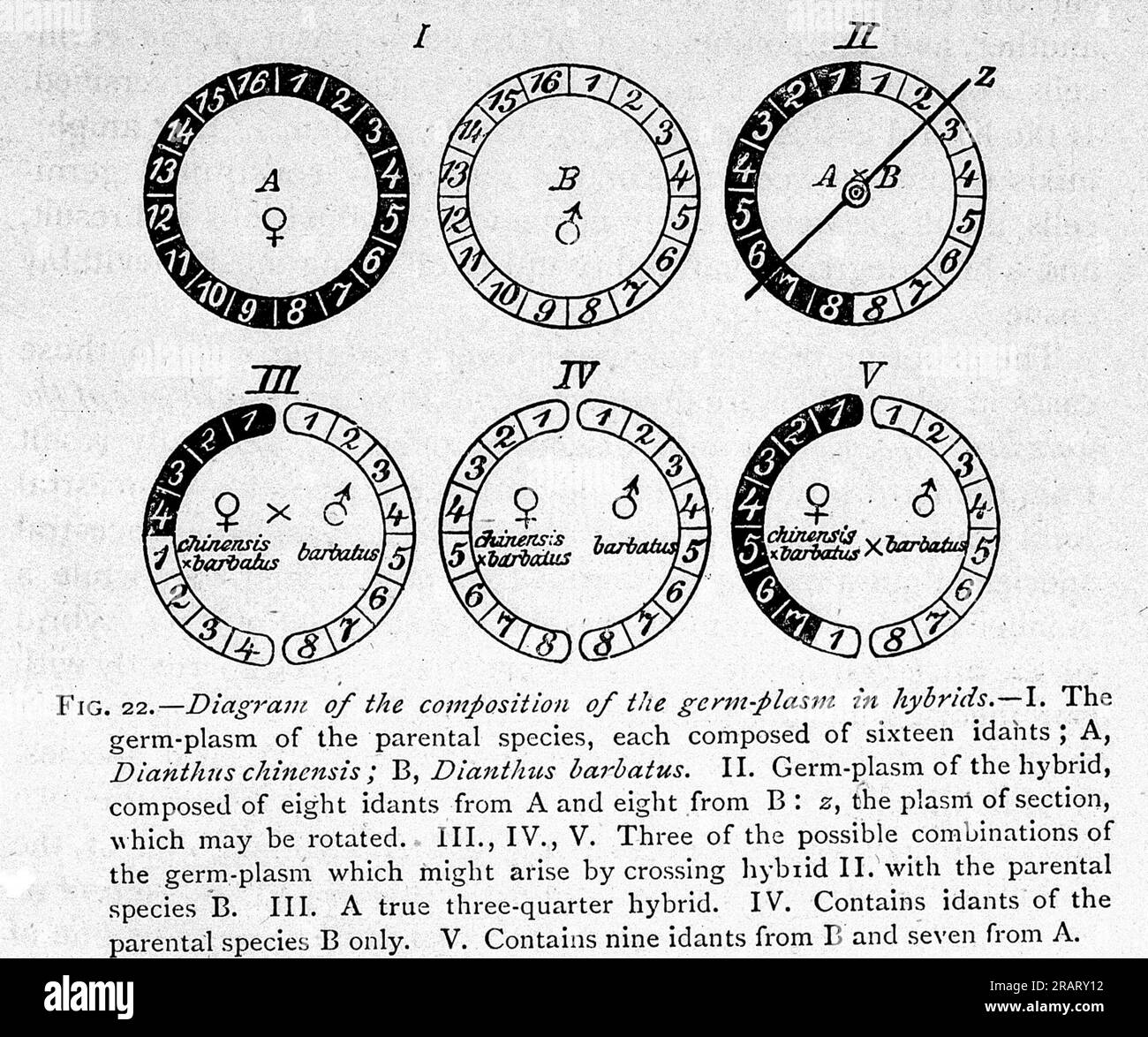 Particle theory diagram Black and White Stock Photos & Images - Alamy