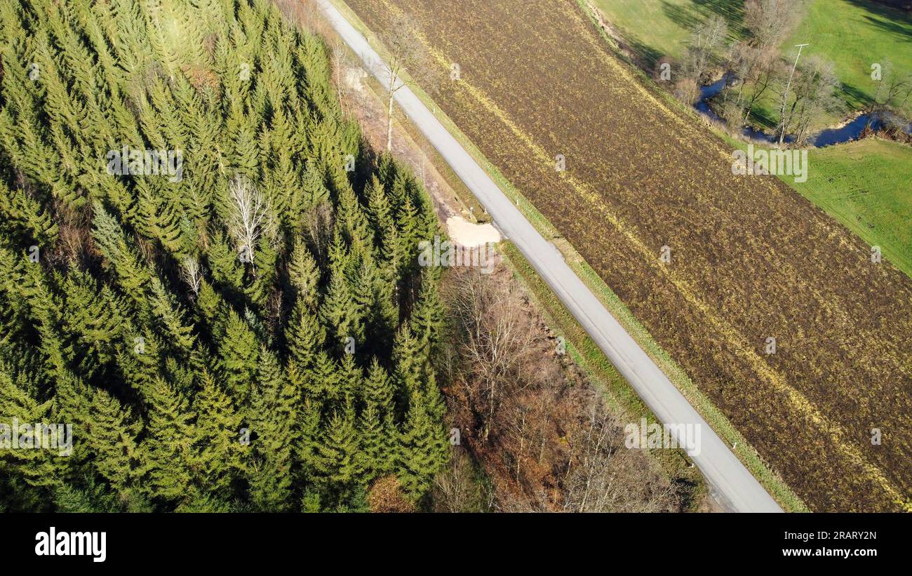 Forest in lush green with healthy conifers in winter Stock Photo - Alamy