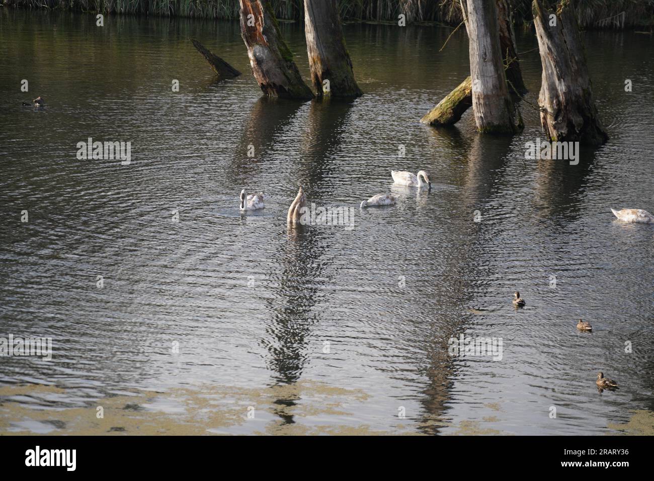 water bird like swan, duck or cormorant at danube river Stock Photo - Alamy