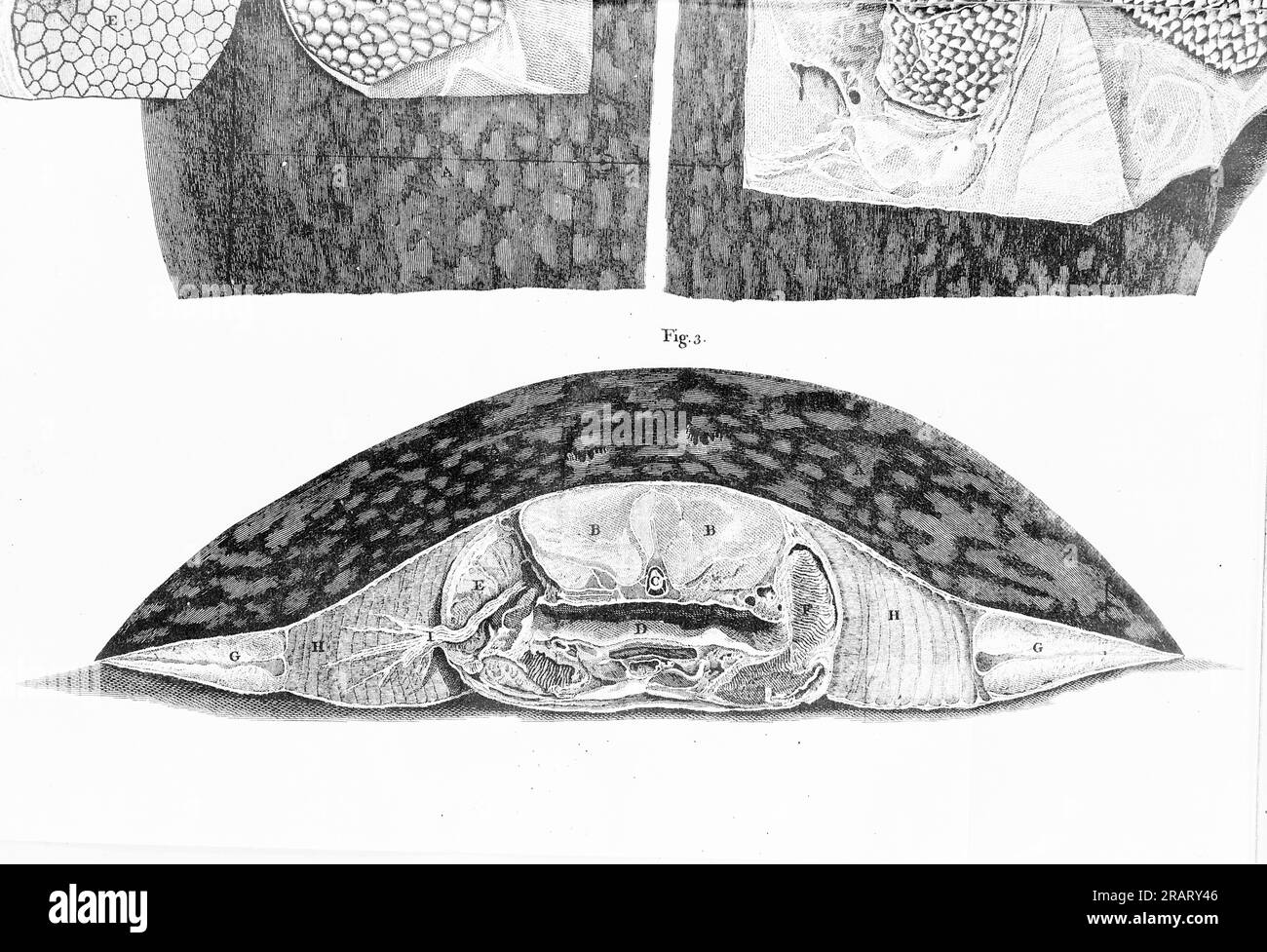 Torpedinidae Black and White Stock Photos & Images - Alamy