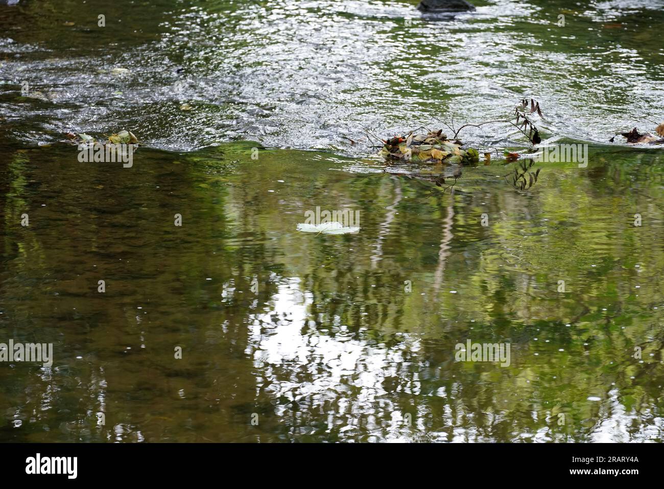 creek with clear water is habitat for animals and plants Stock Photo ...