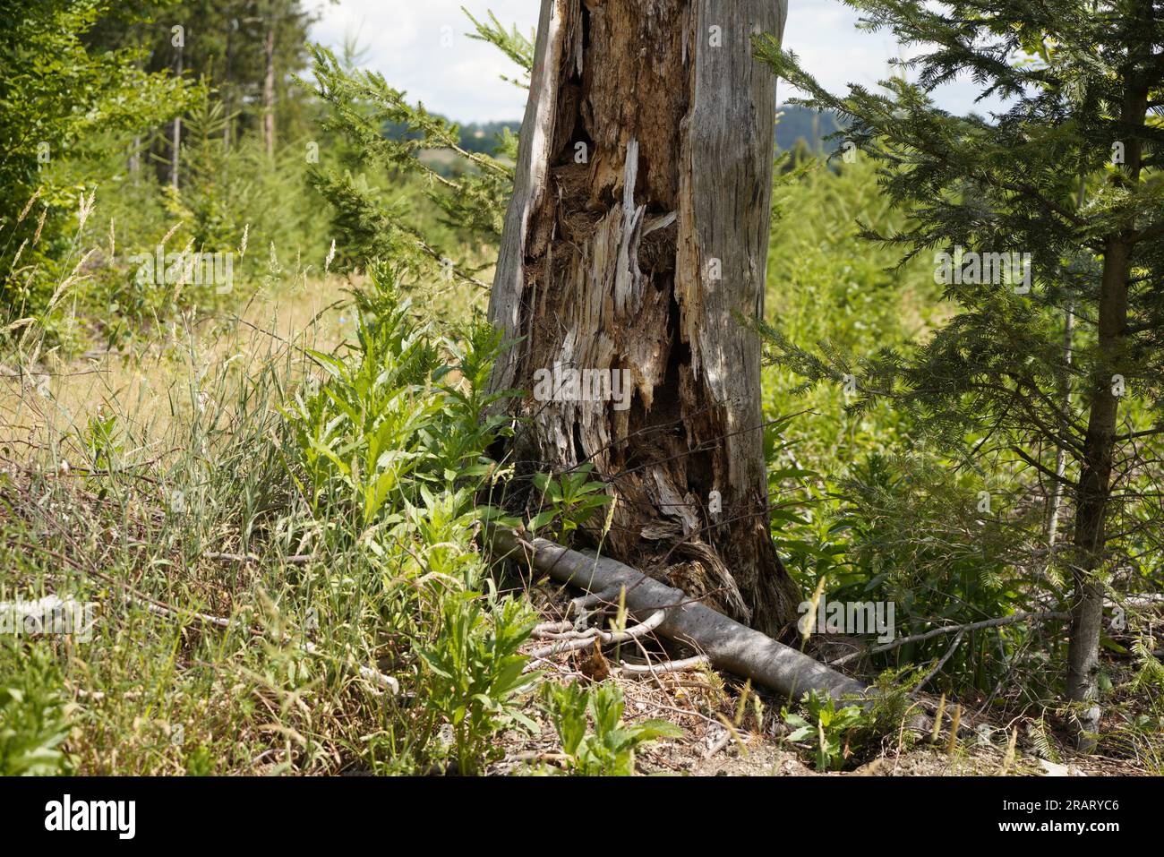 Forest dieback due to climate change, drought and storms and ...