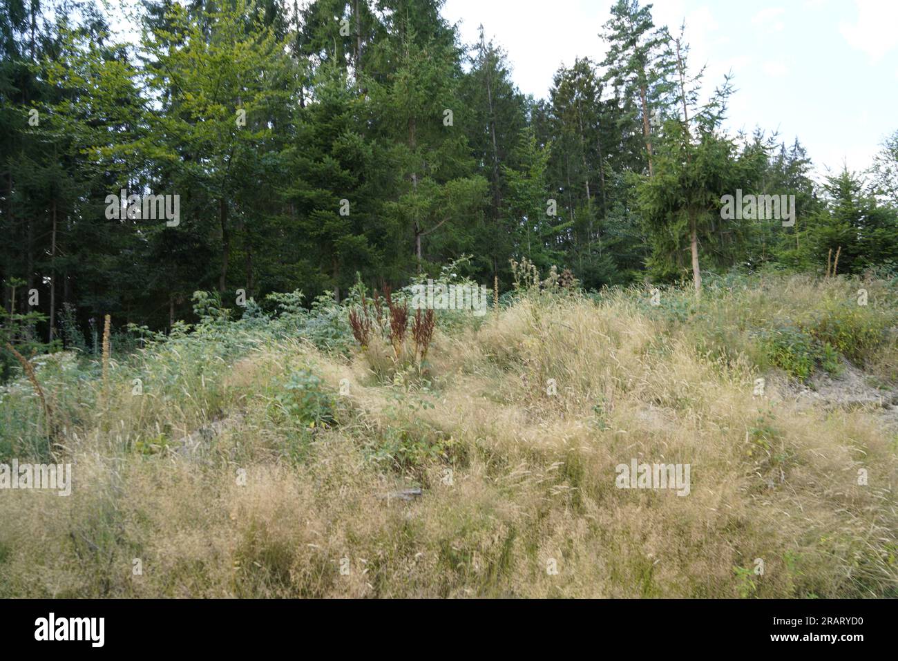 Forest dieback due to climate change, drought and storms and ...