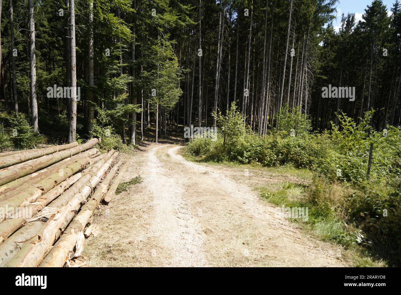 Forest dieback due to climate change, drought and storms and ...