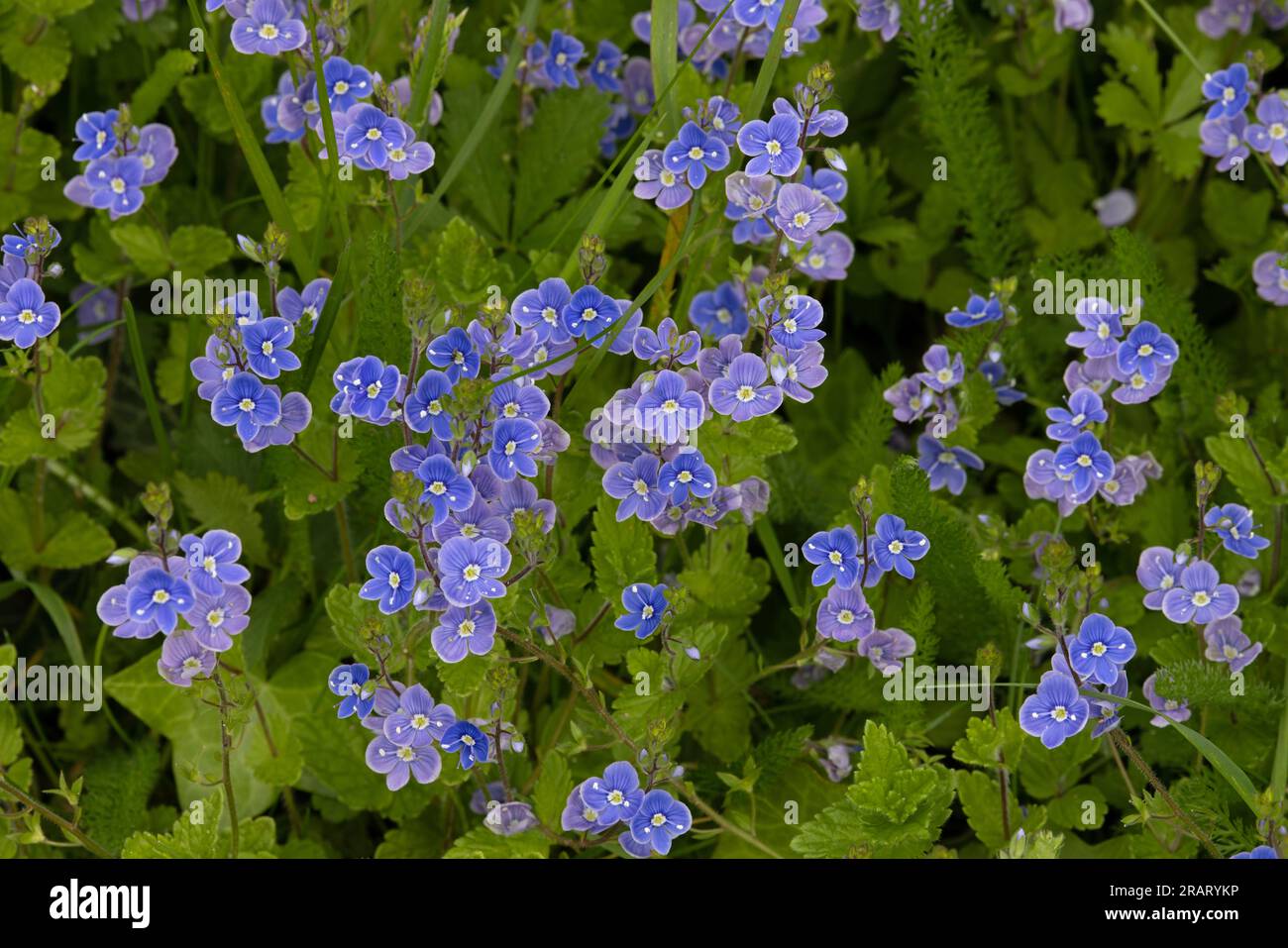 Germander Speedwell (Veronica chamaedrys) Norfolk May 2023 Stock Photo ...