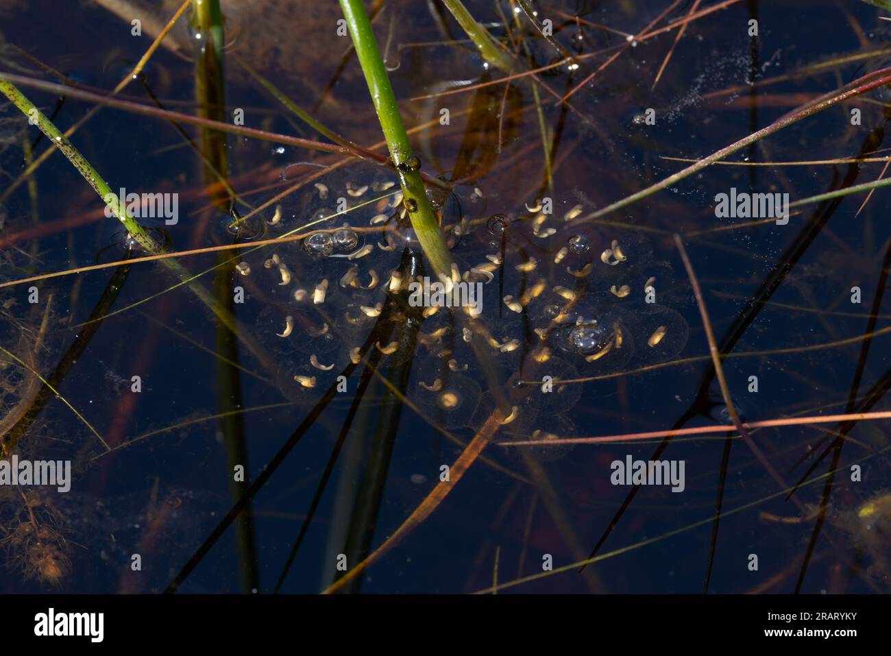 Northern Pool Frog (Pelophylax lessonae) spawn developing into tadpoles ...