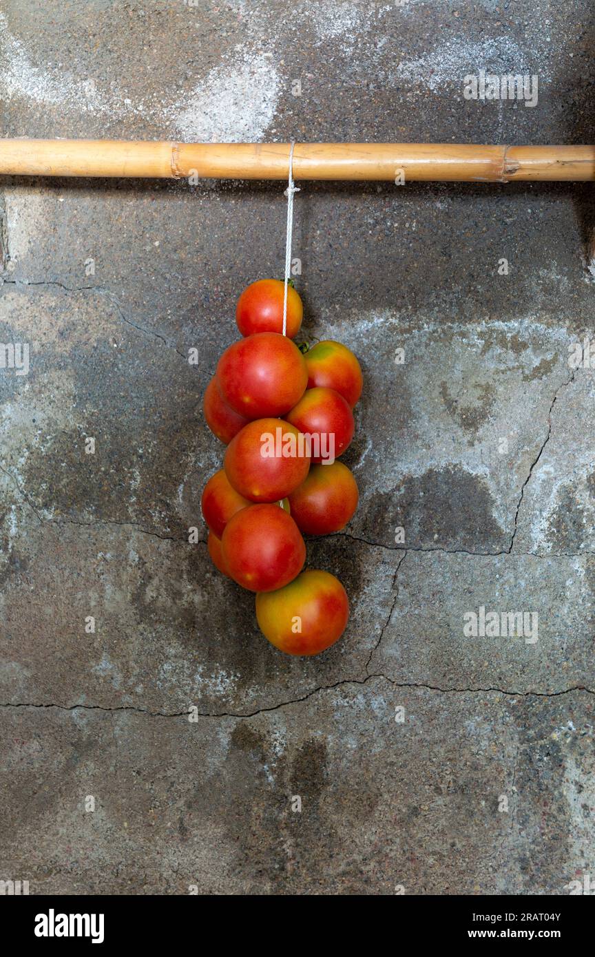Tomatoes garden cane hi-res stock photography and images - Alamy