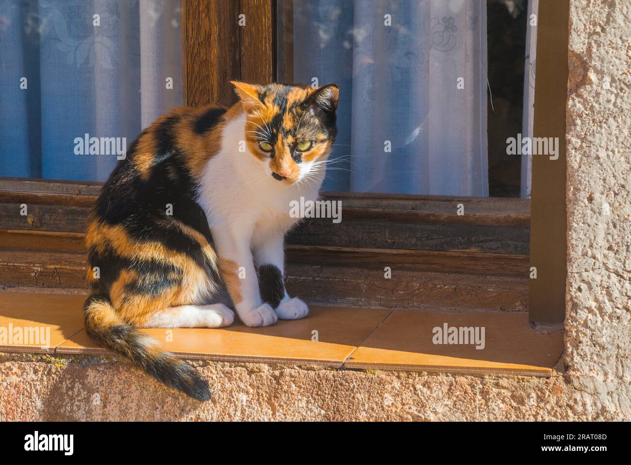 Calico female cat hi-res stock photography and images - Alamy