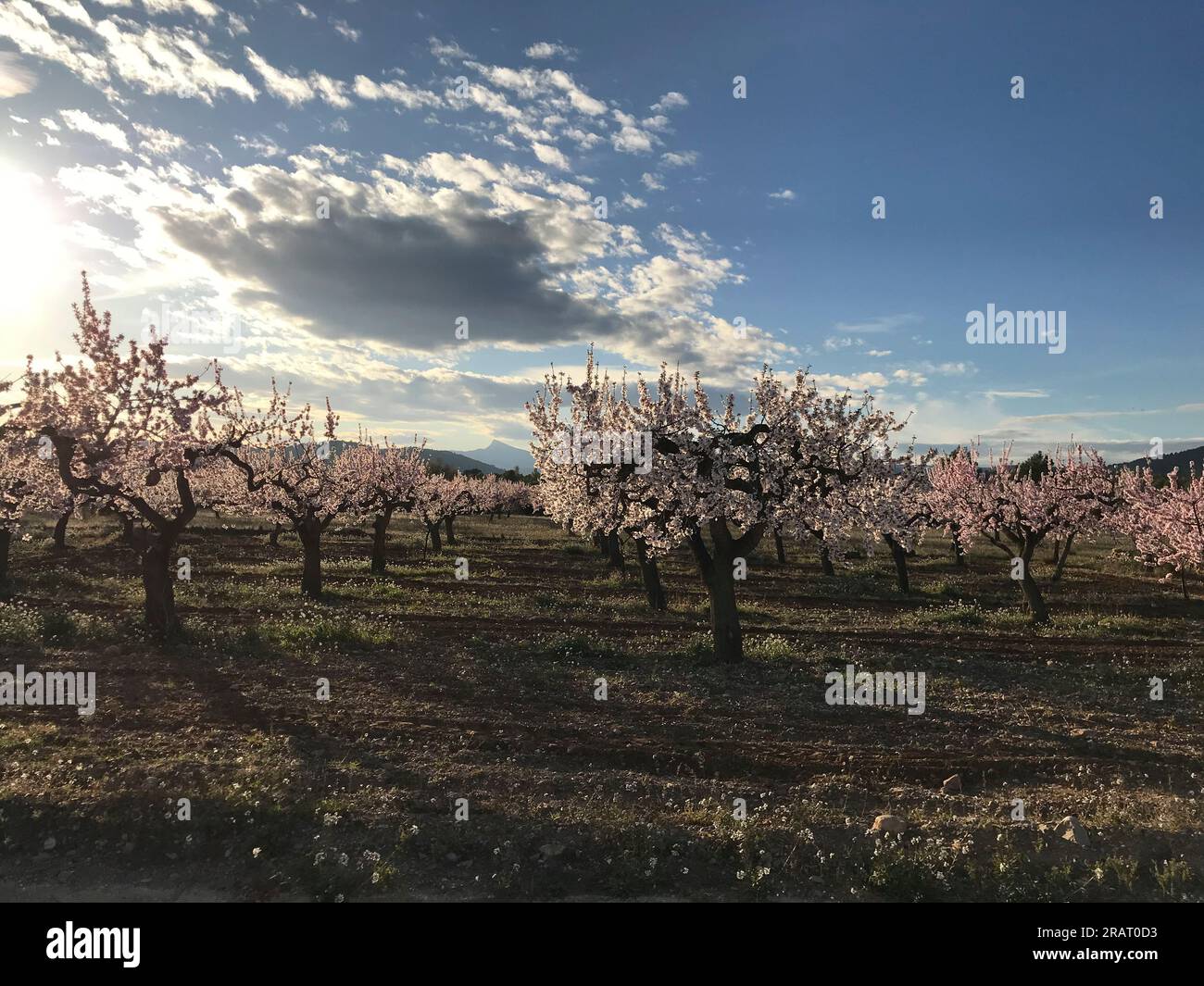 crop field with cherry trees in full bloom at sunset Stock Photo - Alamy