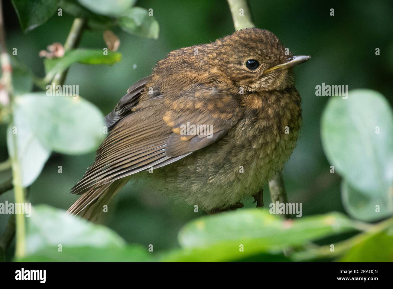 Robin fledgling uk hi-res stock photography and images - Alamy