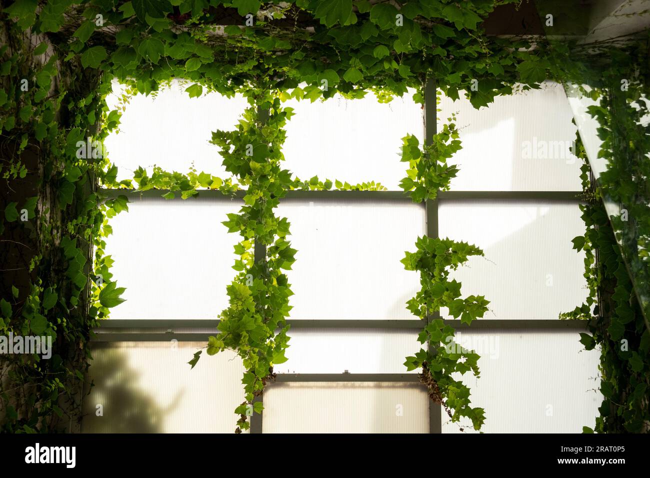 Climbing plant on the white wall of the house hi-res stock photography ...