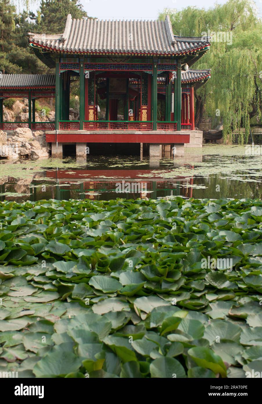 Temple and Floating Lotus Pads Stock Photo - Alamy