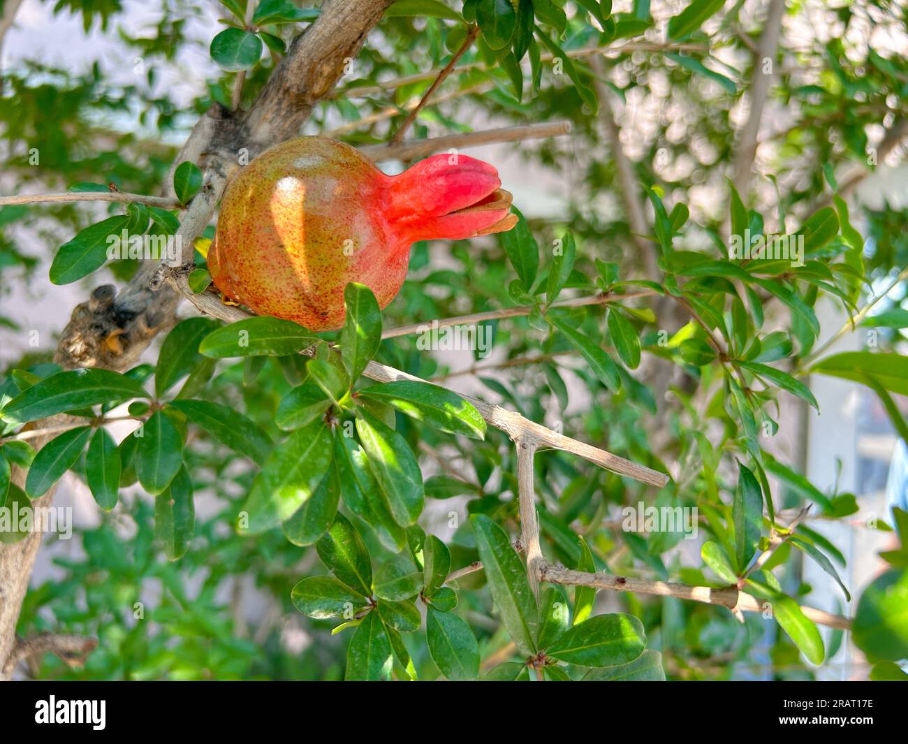 Trees with pomegranate fruits Stock Photo - Alamy