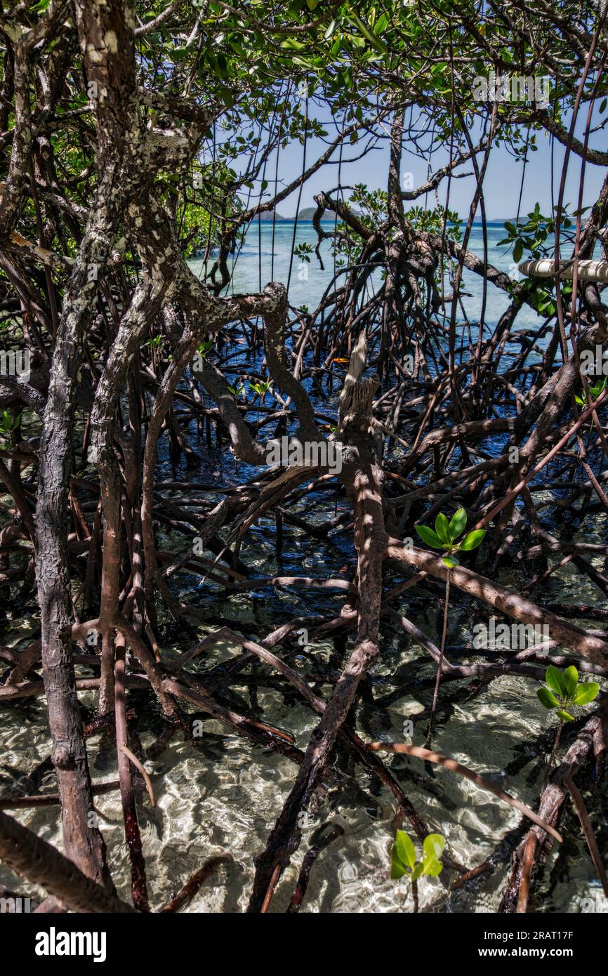 Mangroves roots into the philippines sea hi-res stock photography and ...