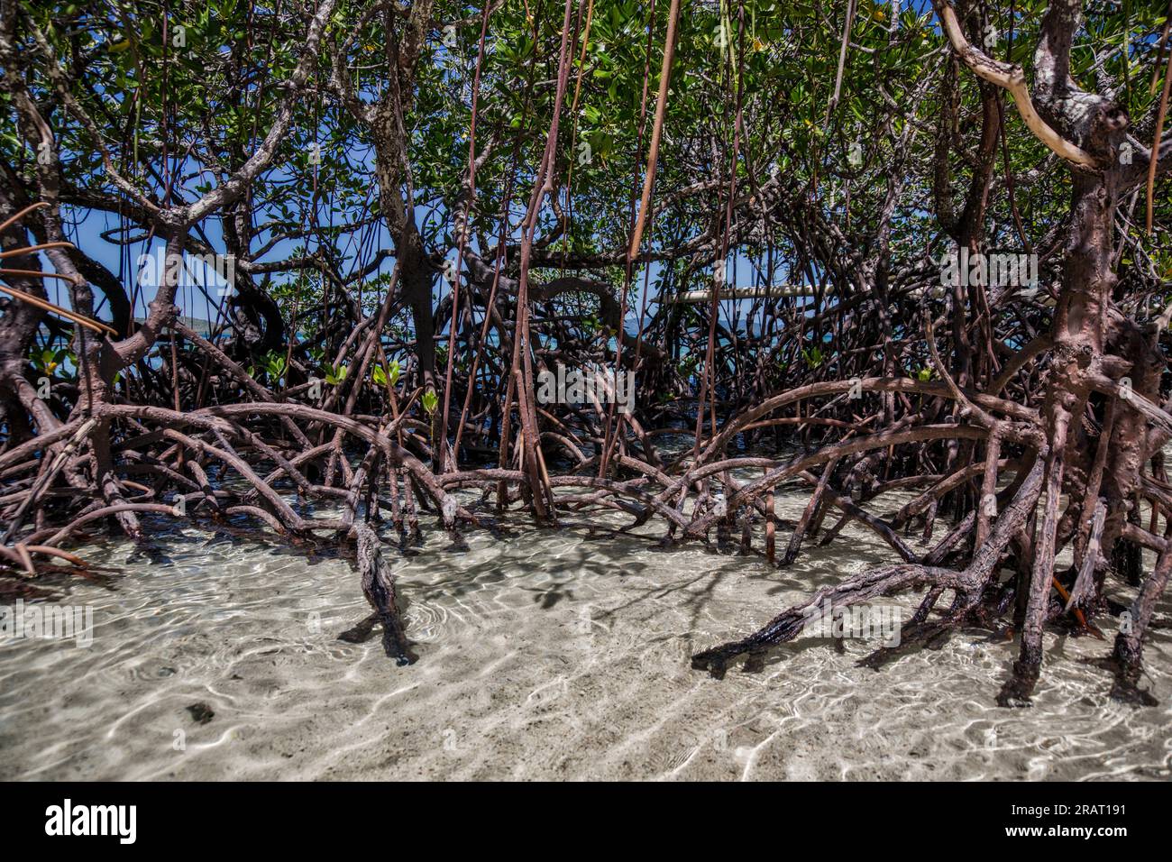 Labirinto of mangroves hi-res stock photography and images - Alamy