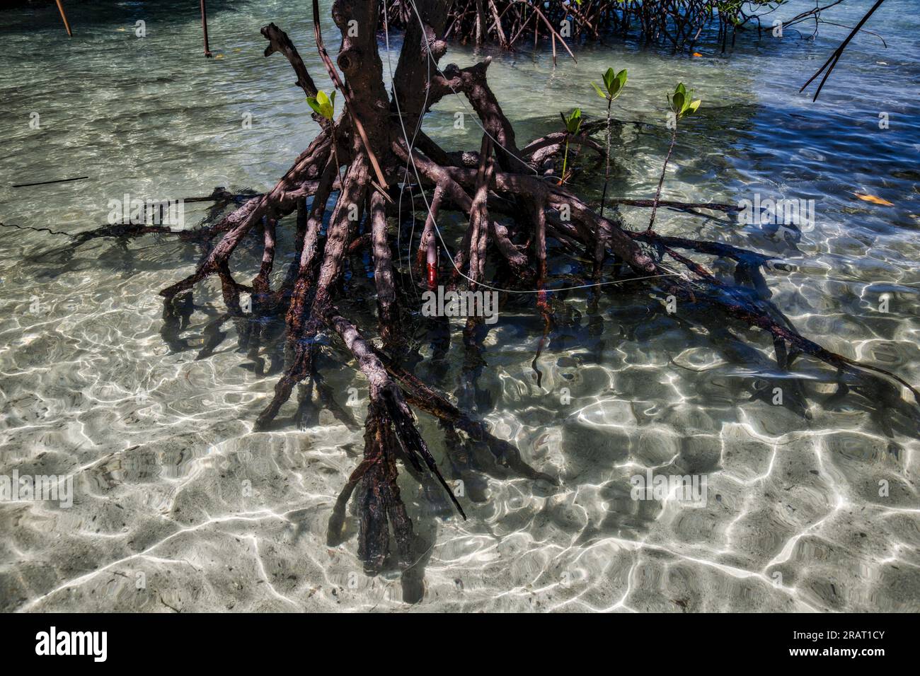 Mangroves, Palawan, Coron, Pass island, Philippines, Asia Stock Photo ...