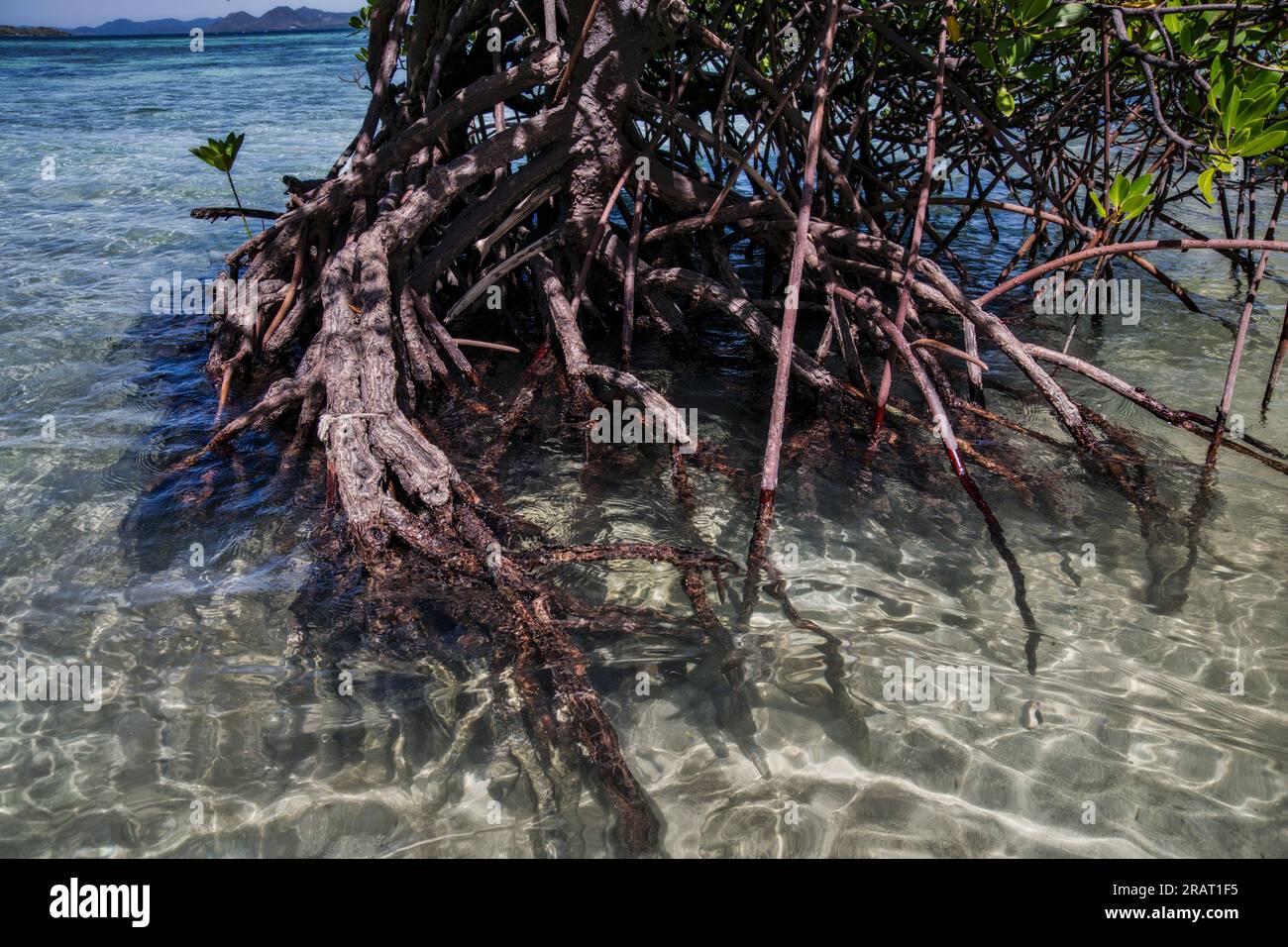 Palawan coron mangroves hi-res stock photography and images - Alamy