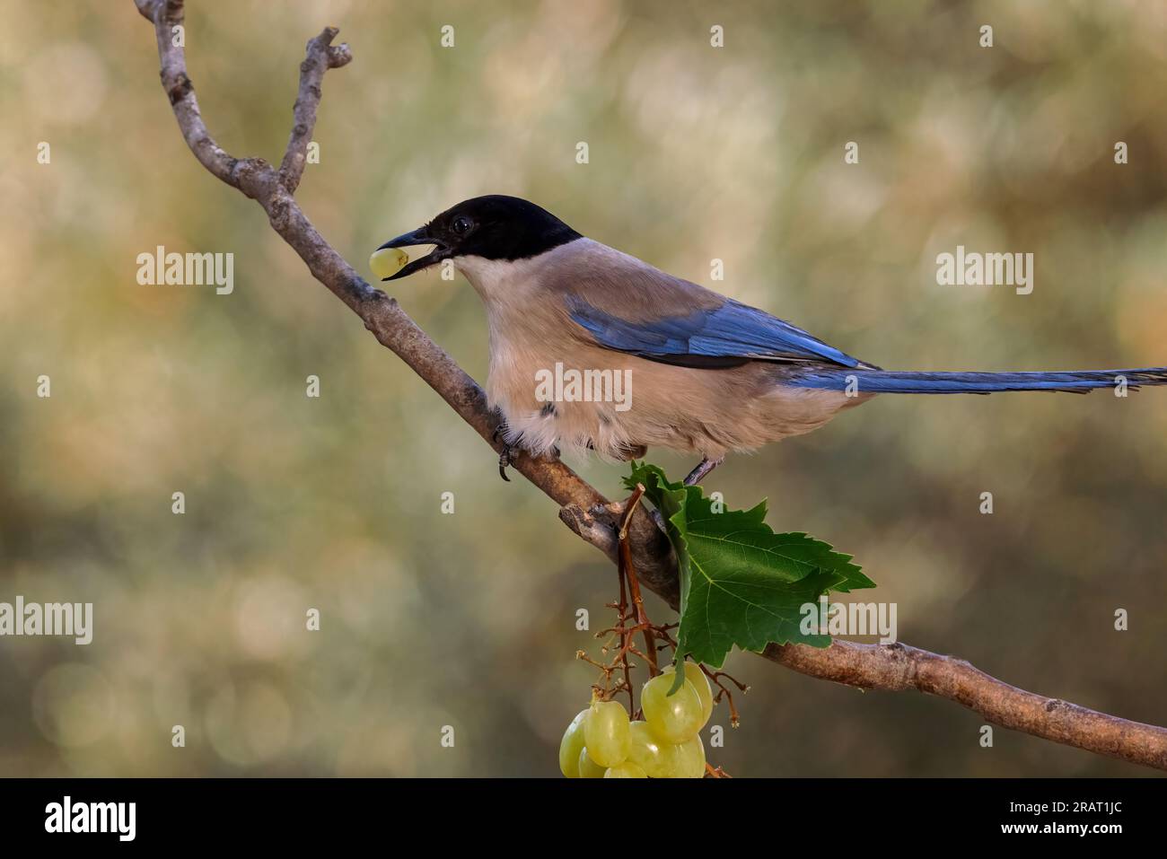 Bird with grape hi-res stock photography and images - Alamy