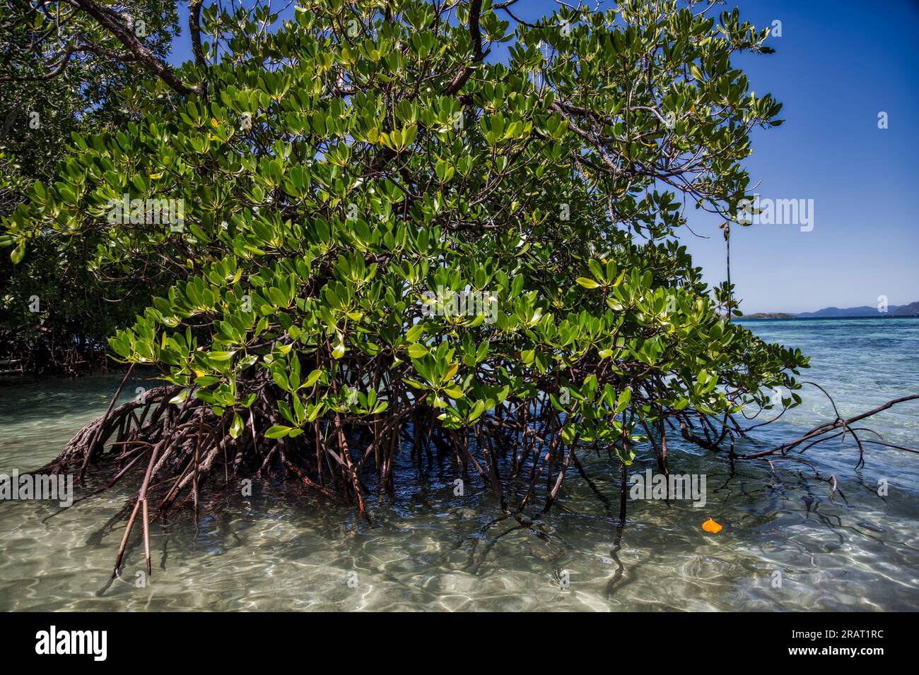Mangroves defends coasts hi-res stock photography and images - Alamy