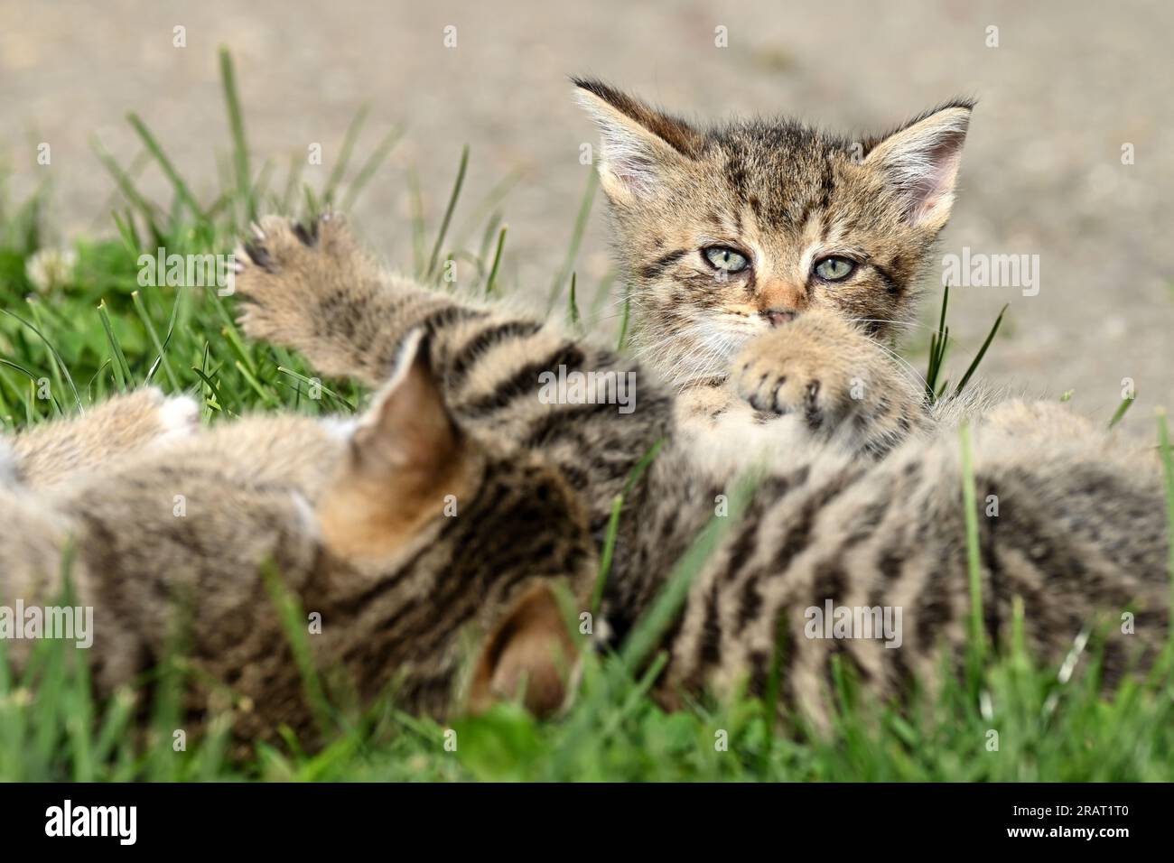 Adorable kittens outdoors in hi-res stock photography and images - Alamy