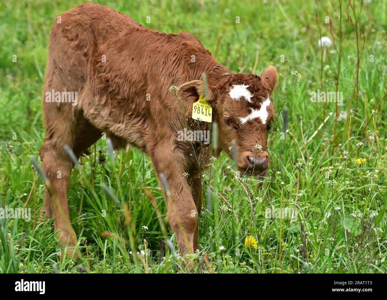 Little Scottish Highland Cattle Stock Photo - Alamy