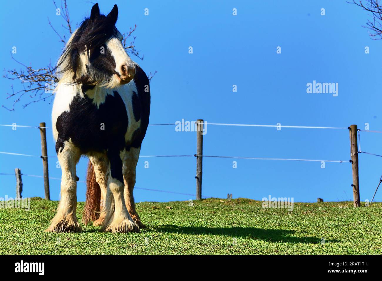 Irish Tiner - Gypsy Cobk Stock Photo - Alamy